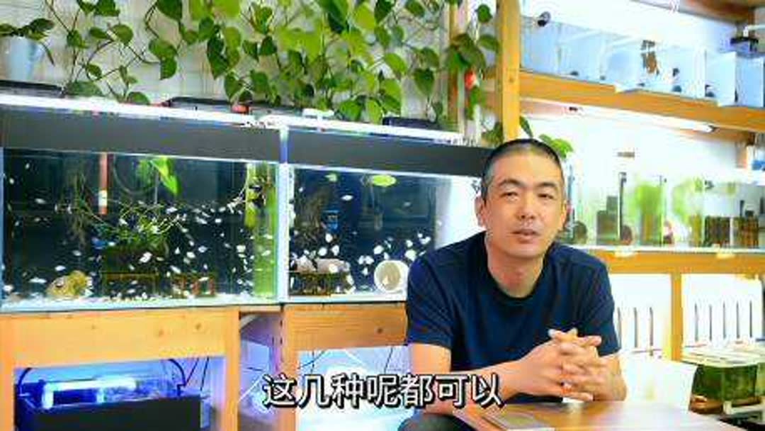 食土鲷可以铺陶粒底砂吗?小鱼苗吃完食就翻肚,如何断定是高密度