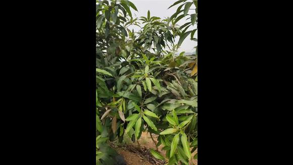 你不点进来怎么知道芒果树长什么样