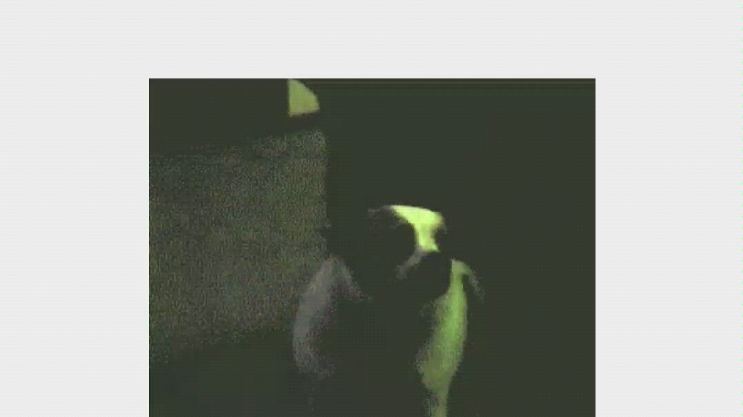 [bgm重要性]你敢相信我盯了一晚上表情包?!