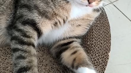 一次成功的猫咪信任度测试