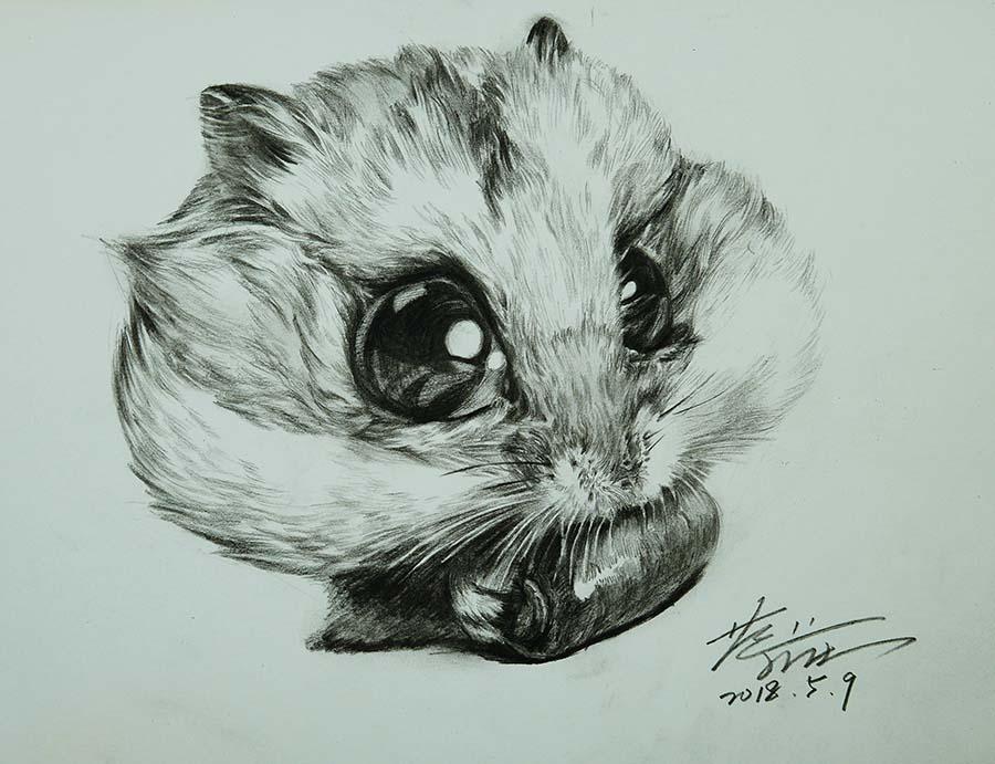 素描萌宠:吃胡萝卜的小仓鼠