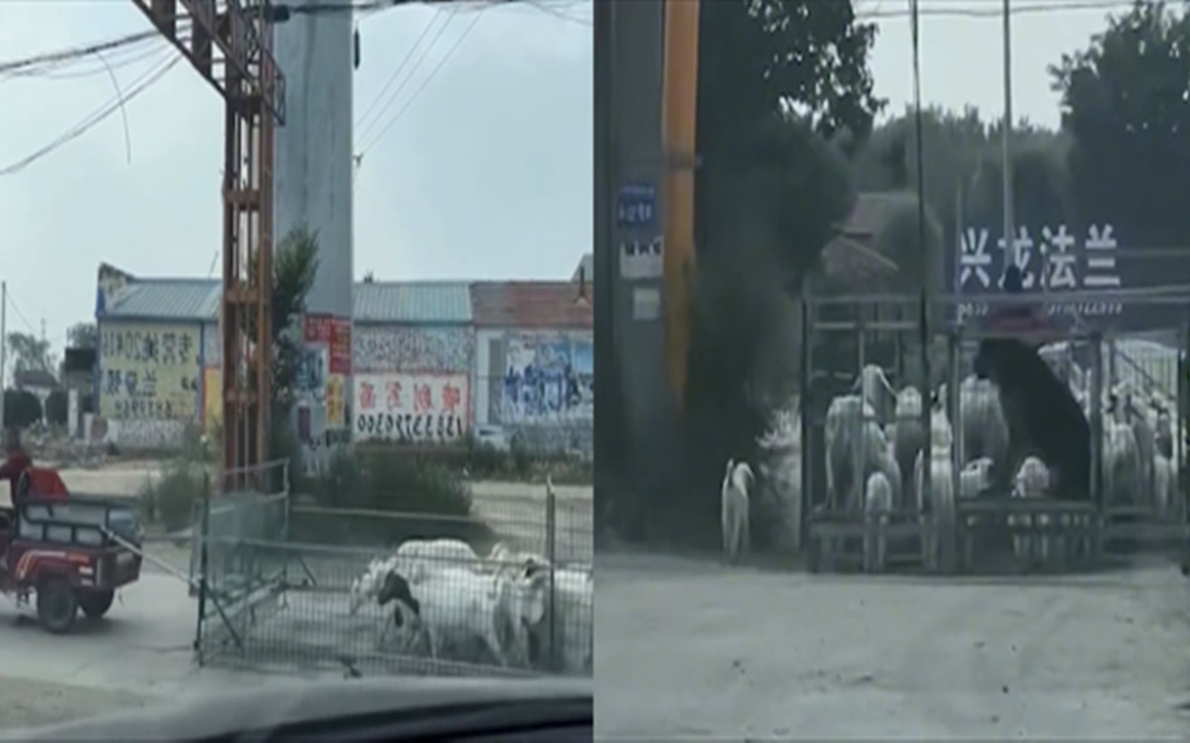 大叔开电动三轮车坐着把羊放了,车后的牧羊犬:我是多余的