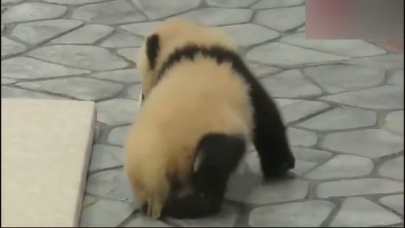 熊猫宝宝刚学会走路!见到奶妈过来立马就屁颠屁颠地去要抱抱!