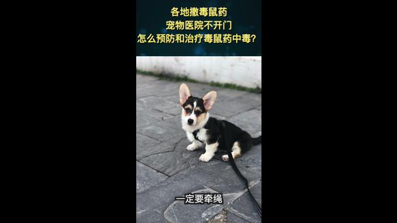 各地撒鼠药,狗狗被毒死,宠物医院不开门,怎么预防治疗鼠药中毒