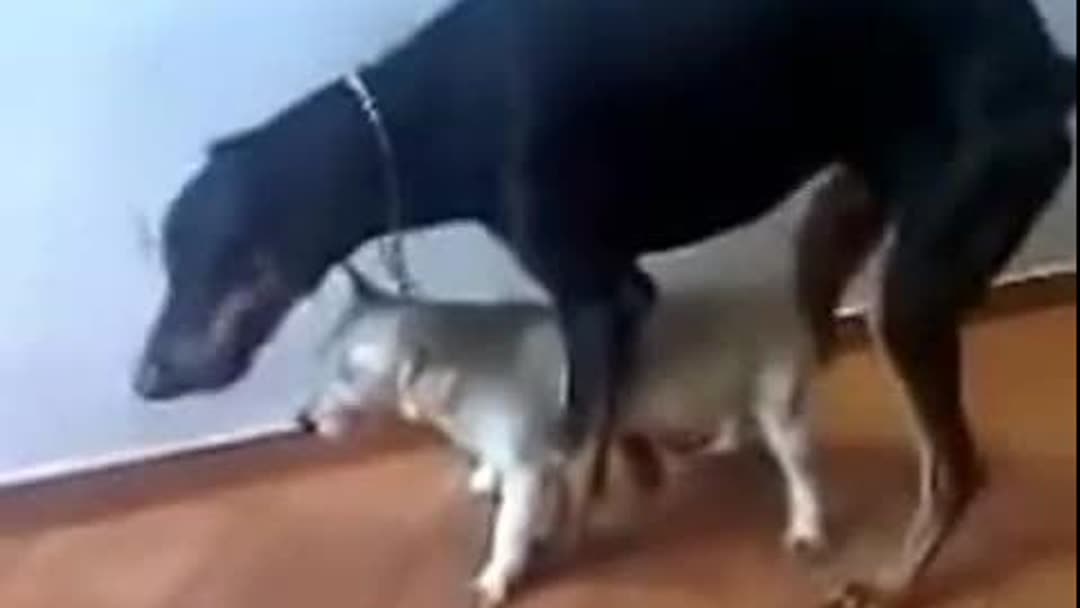 动物也有爱 死心吧!你们真的不合适