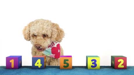 英语启蒙教学学习英文数字 从1数到10 Learn Numbers