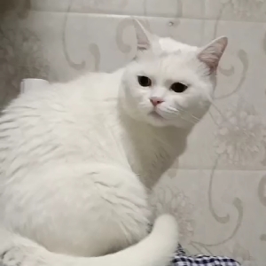 教英语的小李 