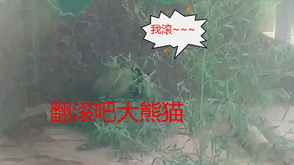 翻滚吧大熊猫,来看看可爱的大熊猫吧