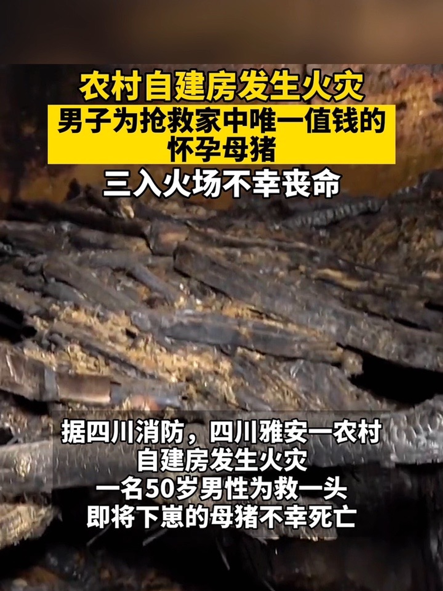 一名50岁男性为救一头即将下崽的母猪不幸死亡