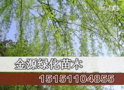 垂柳 垂柳价格 垂柳图片 山东苗木 工程绿化苗木