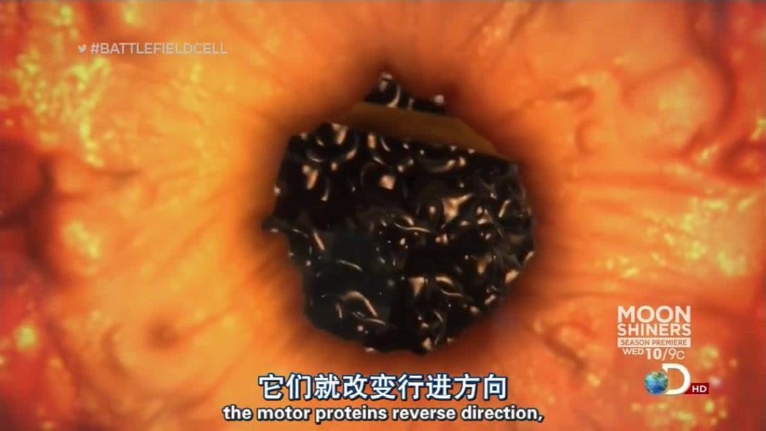 纪录片《病毒与细胞的大战》,我们的身体一直在与病毒抗争!