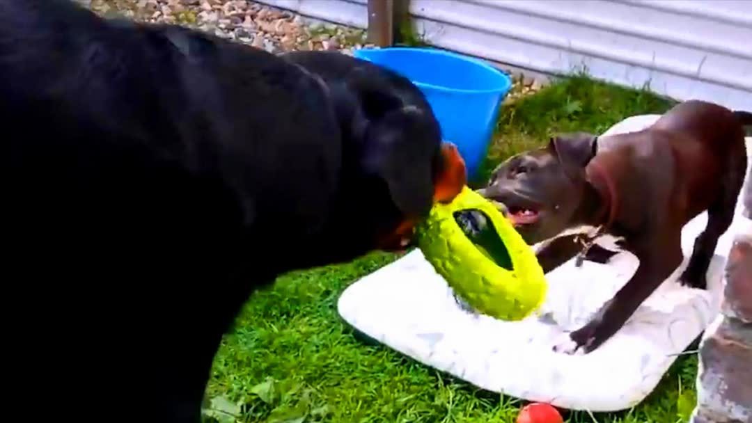 史上"勇猛"的狗,160秒咬死藏獒,多个地方已经禁养