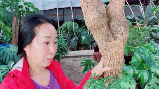 树木干枯怎么救活