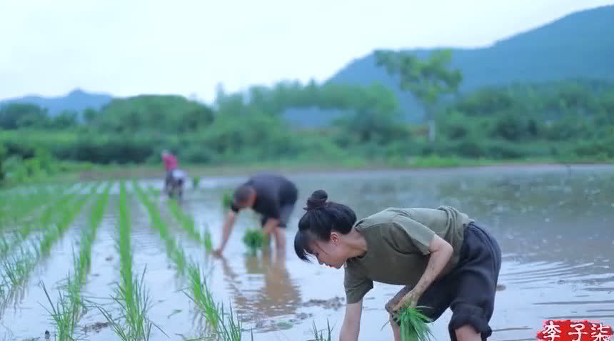 跟着李子柒看水稻的一生