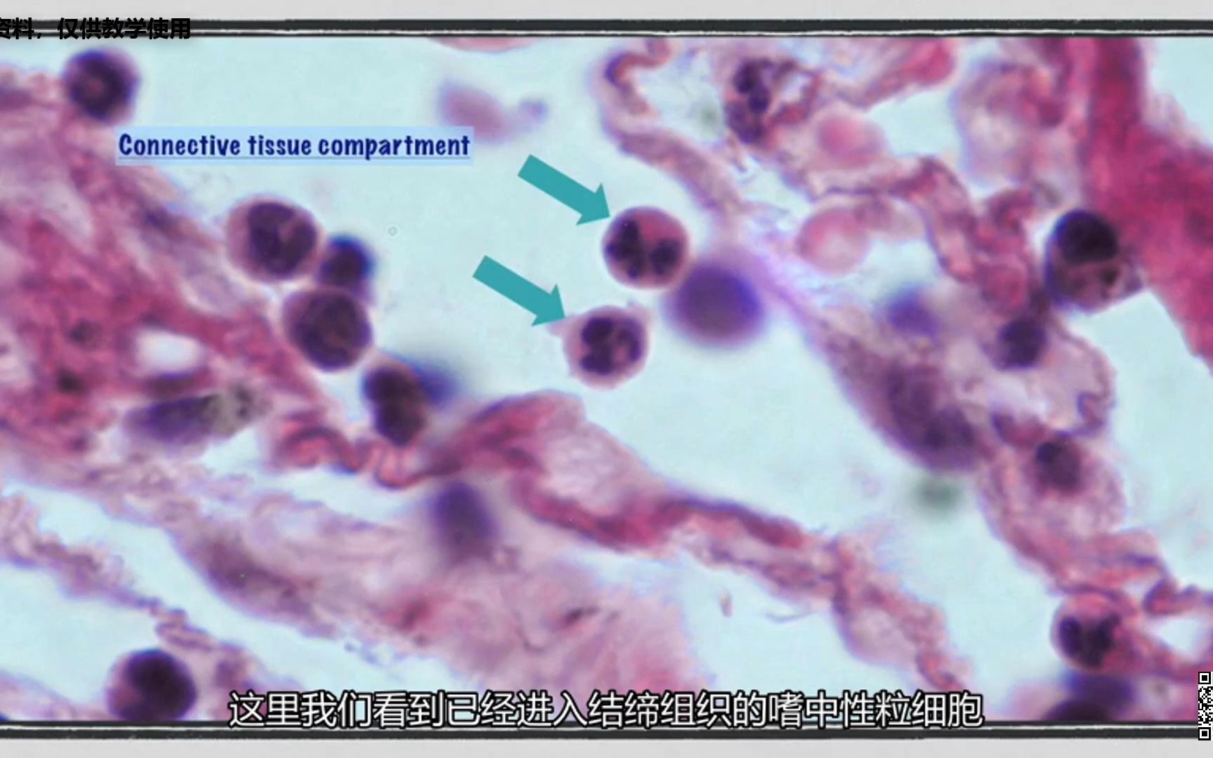 骨髓组织学与造血
