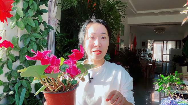 仙客来怎么养,生长旺盛