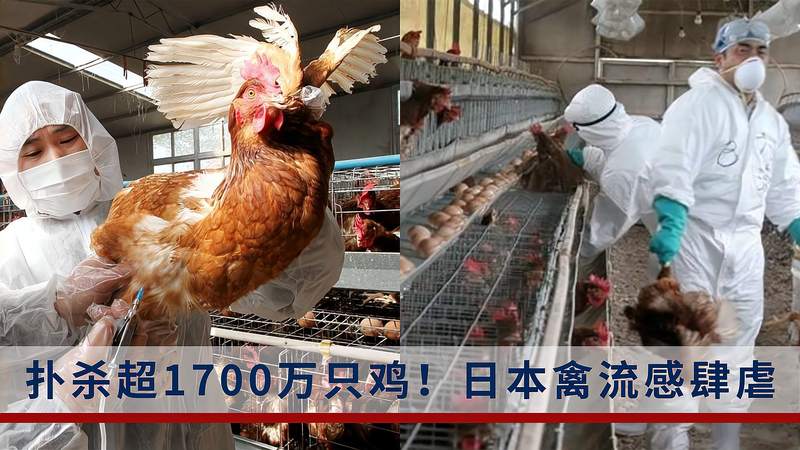 扑杀超1700万只鸡!日本禽流感肆虐,部分地方的掩埋用地紧缺