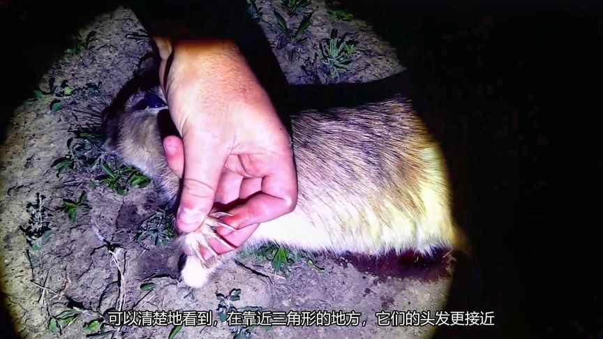 FX冲撞气狗夜间表现太棒了,我都叫不出这种猎物的名字