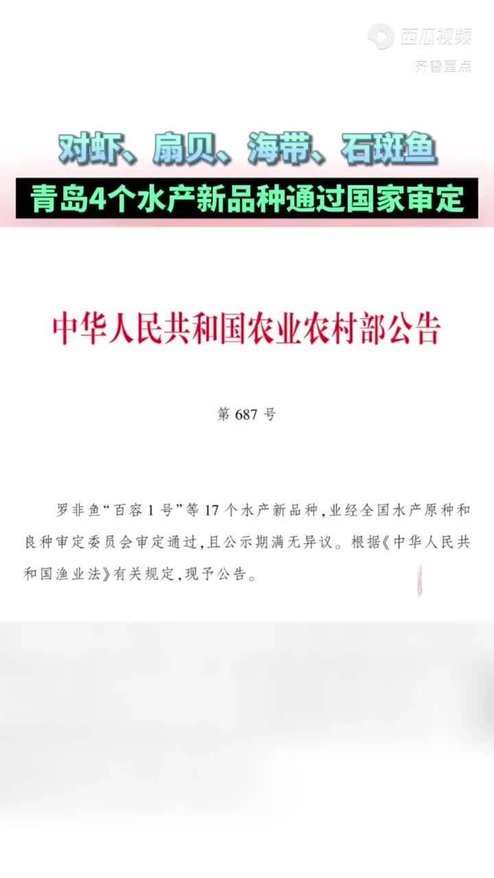 果然视频|对虾、扇贝、海带…青岛4个水产新品种通过国家审定