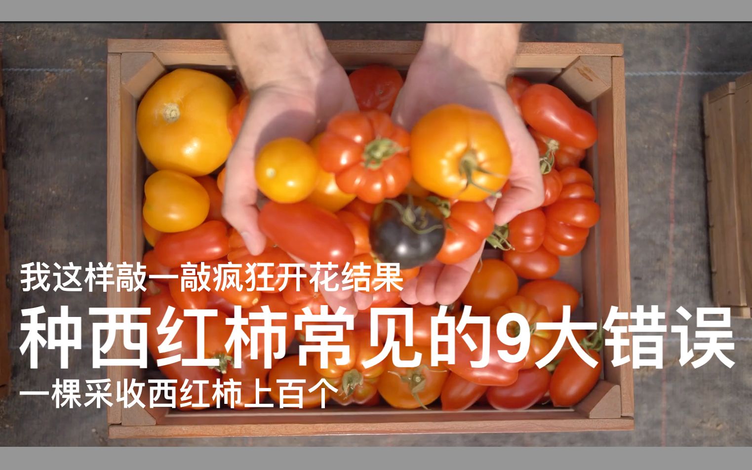 种西红柿常见的9大错误|我这样敲一敲疯狂开花结果|一颗采收西红柿上...