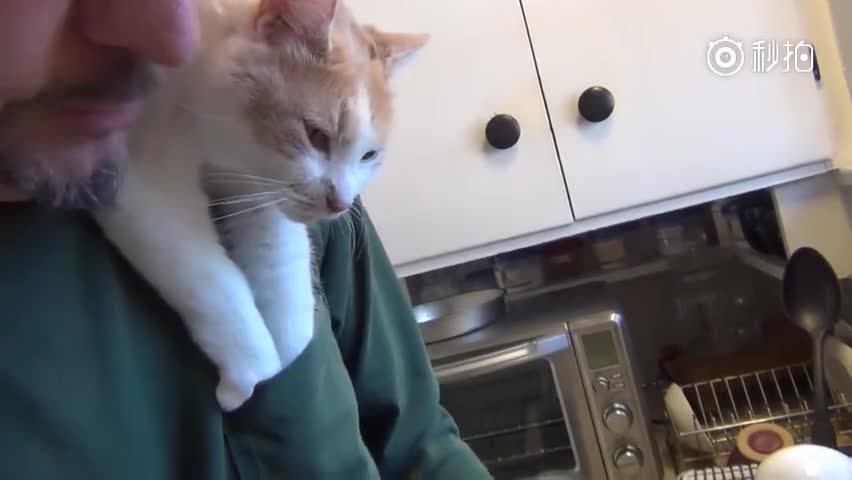 0001.新浪微博-猫咪像毛巾一样挂在肩上,看着主人洗碗,爪爪插口袋里,...