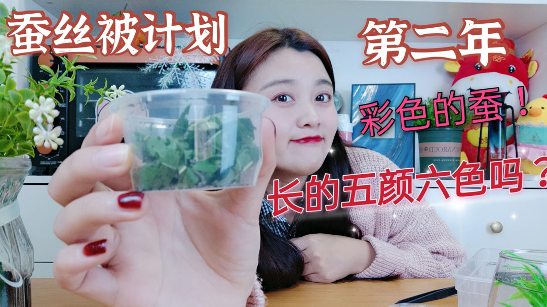 开箱一盒七彩蚕宝宝,小蚕全身黑黝黝的,小黑蚕真能吐彩色蚕丝吗