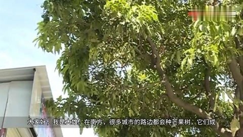 为什么南方城市的绿化树,会选择用芒果树呢?答案出乎意料