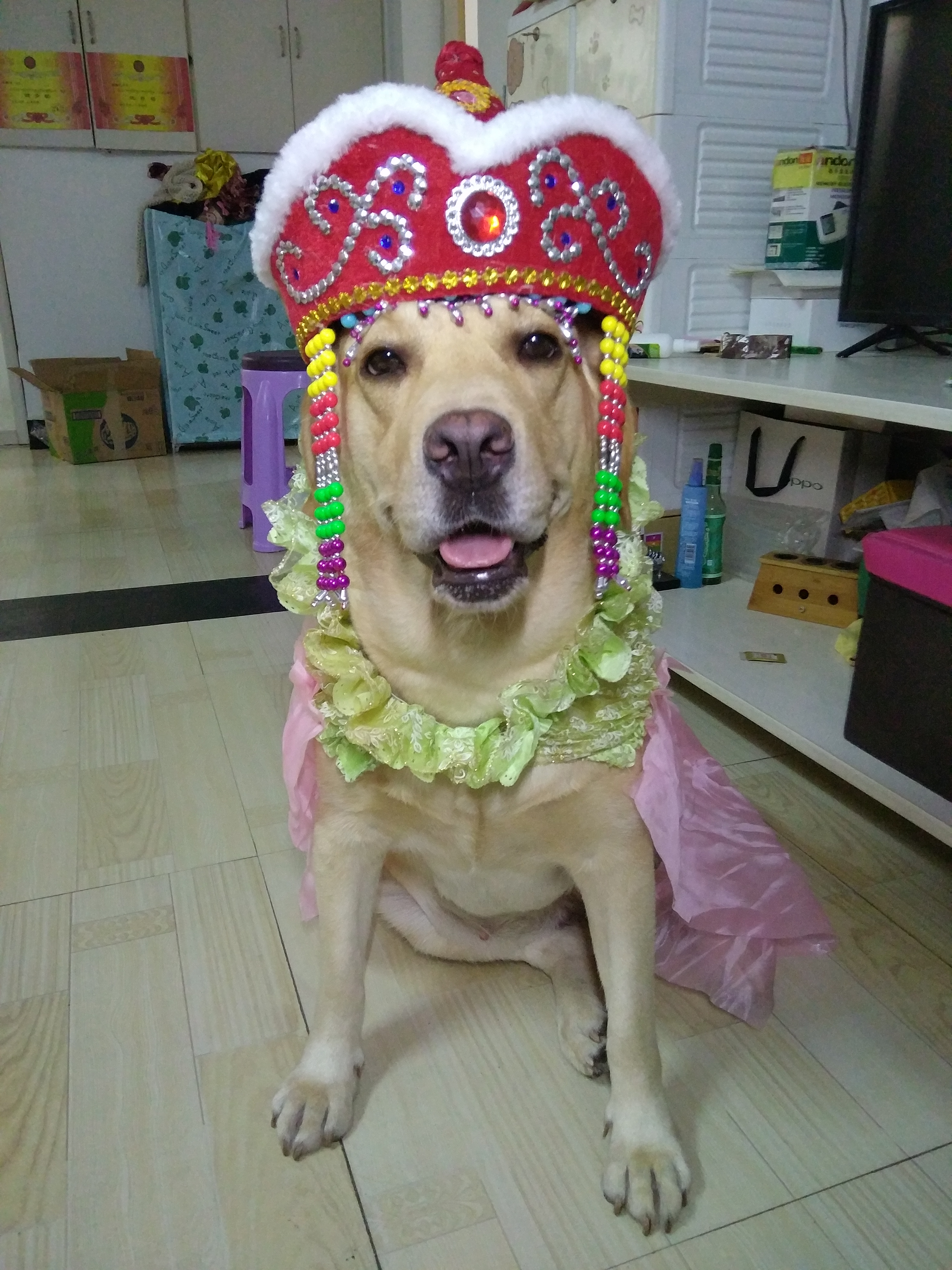 我叫元小旦 