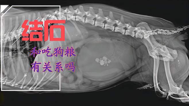 吃狗粮会让狗狗形成尿结石?结石形成的原因,难道就这么被破解啦
