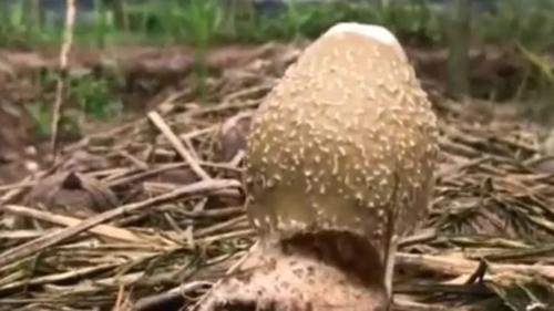 菌菇的生长过程,这一幕真是太神奇了,这就是大自然的奇迹