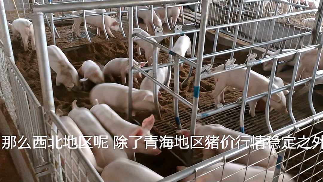 明天猪价预测2020年10月13有9个省猪价都跌破了15元大关