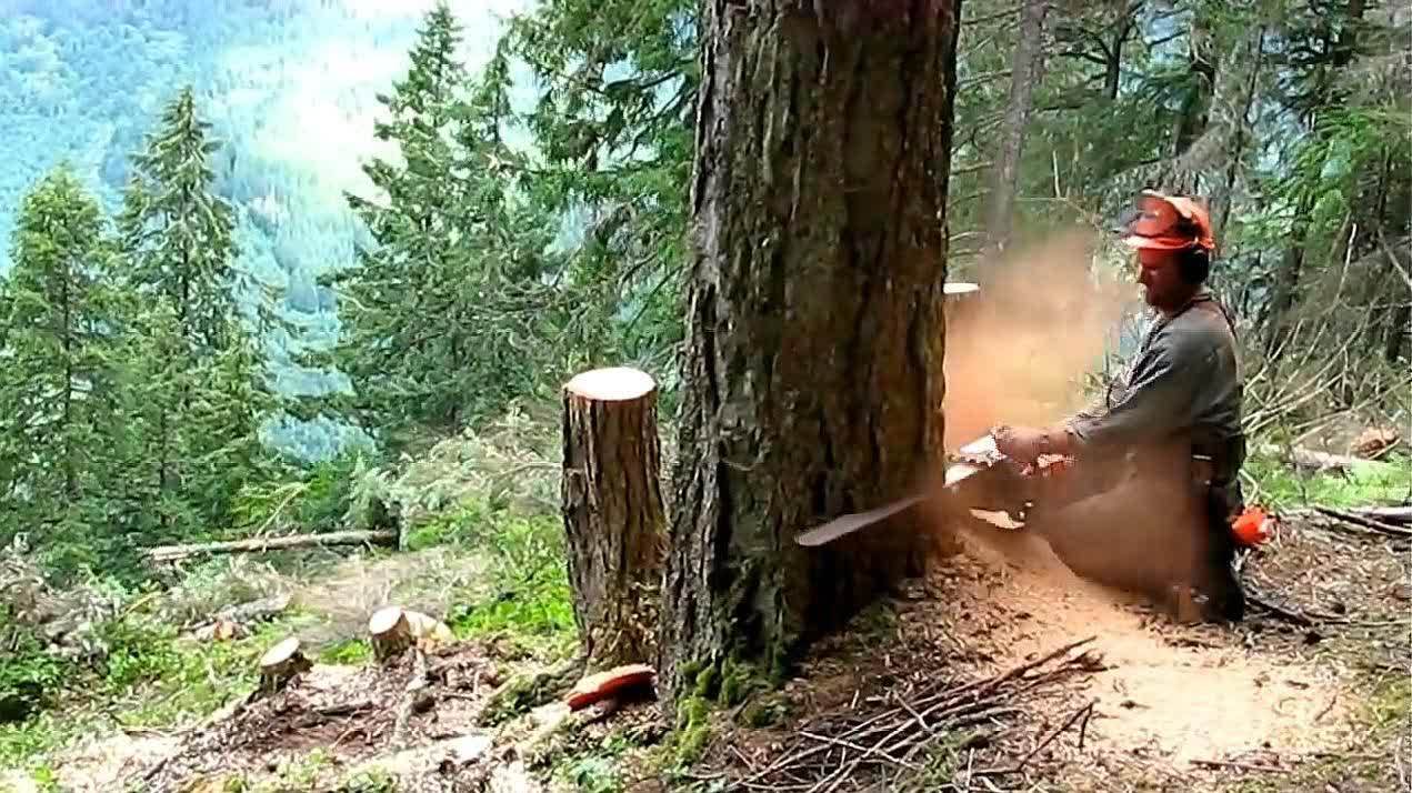 伐树锦集,你不知道怎么砍伐参天大树吧?