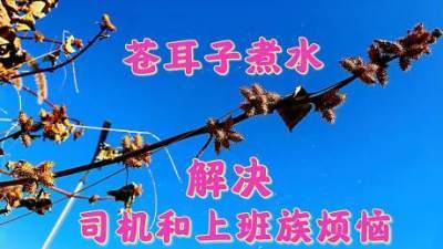 明星植物"苍耳子"新妙用!解决不少司机朋友和上班族的烦恼