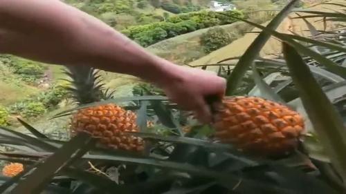 实拍广东农村小伙是这样切菠萝的,网友,这么奢侈的刀法,一定是迪拜...