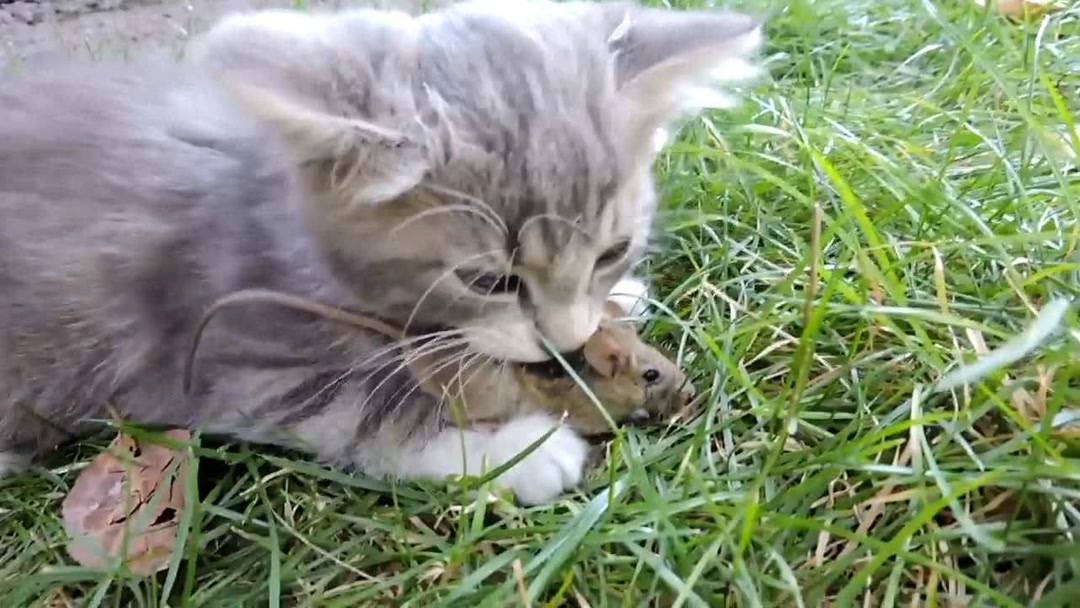 小猫捉老鼠