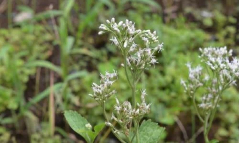 被为"招蜂引蝶"花,药用价值很高,见过吗?