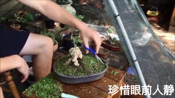 微盆景日常养护与修剪,造型别致,减压又让人心情舒畅!怡然自得