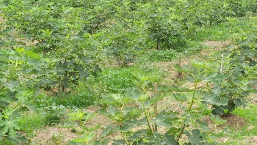 无花果营养丰富,药用价值也高,小小无花果效用竞如此之大!