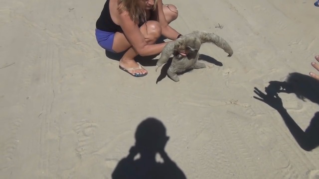 世界上最慢的爬行动物,乌龟在它面前都是大哥,你们见过吗