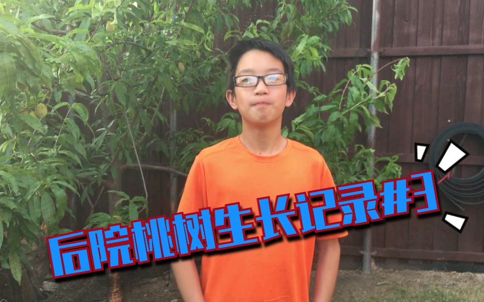 后院桃树生长记录#3
