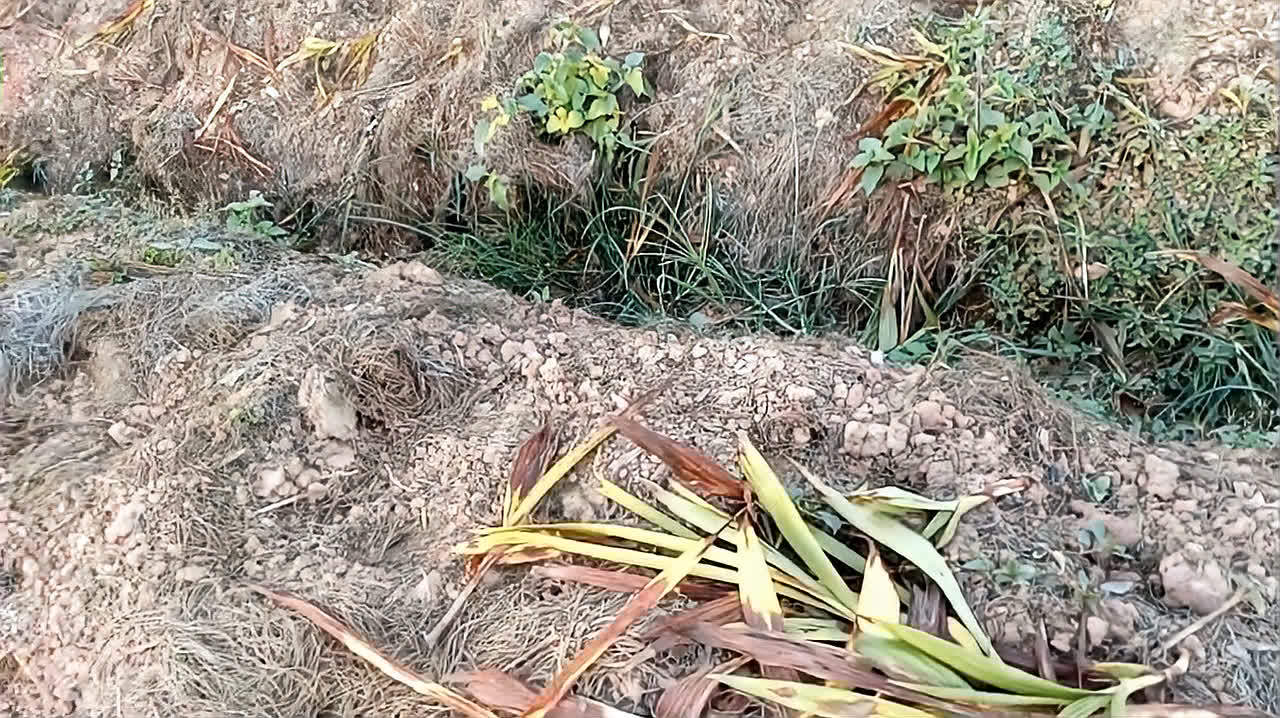家乡种植的中药材马尾根和白芨
