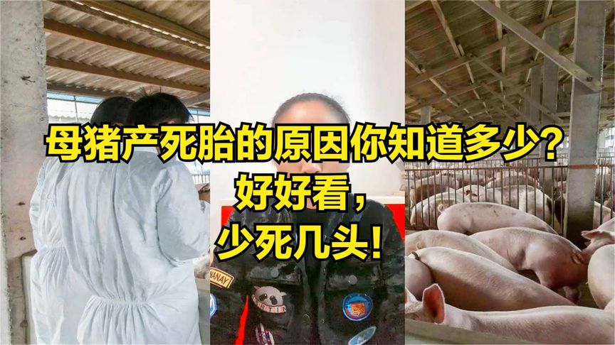 养猪知识分享:母猪产死胎的原因你知道多少?好好看,少死几头!