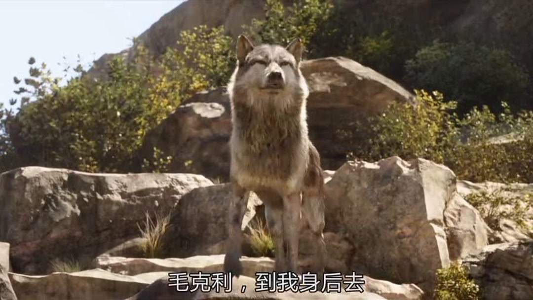 （梦幻森林）