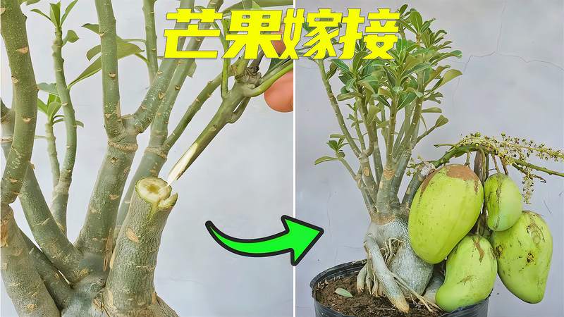 在家也能种植芒果树,不仅操作简单,而且存活率高,值得一试