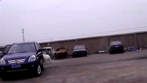 藏獒打架视频大全 斗狗视频