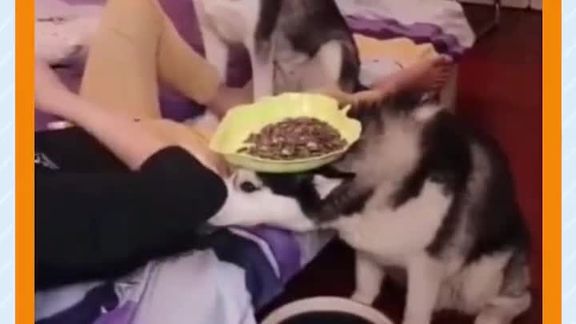 危险行为请勿模仿二哈萌犬搞笑动物