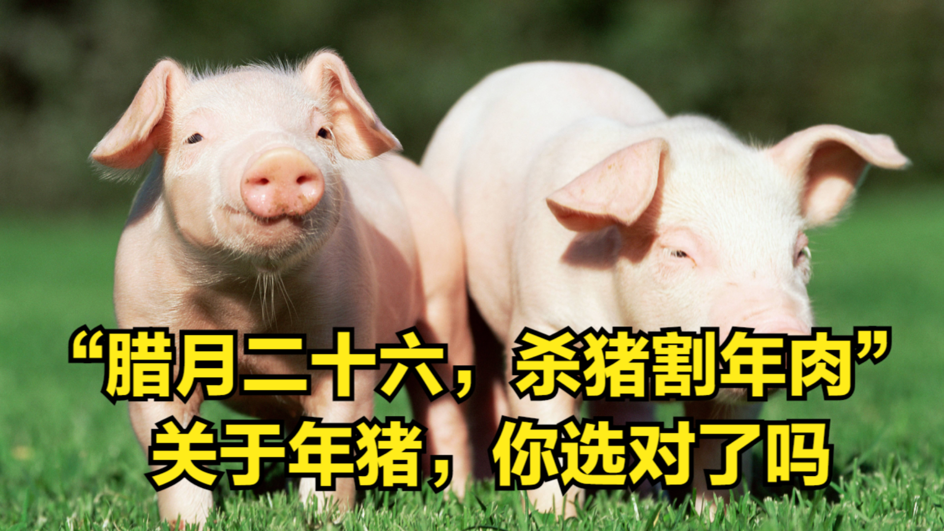 “腊月二十六,杀猪割年肉”,关于年猪,你选对了吗?