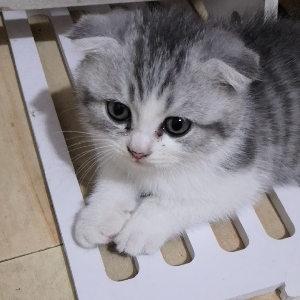 我是芝麻糊老师 