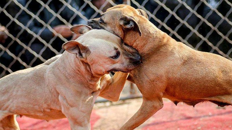 斗狗,把它们的痛苦建立在我们的快乐上,真的是太残忍了,哎心酸
