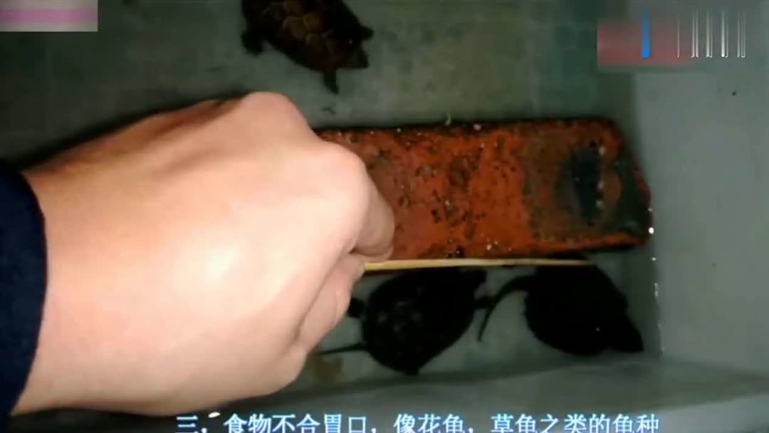 了解一下乌龟的生活习性及可能会出现的问题